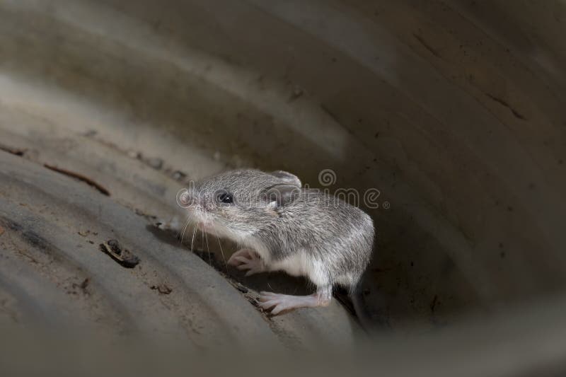 The House Mouse (Mus Musculusa) Stock Image - Image of nature, funny ...