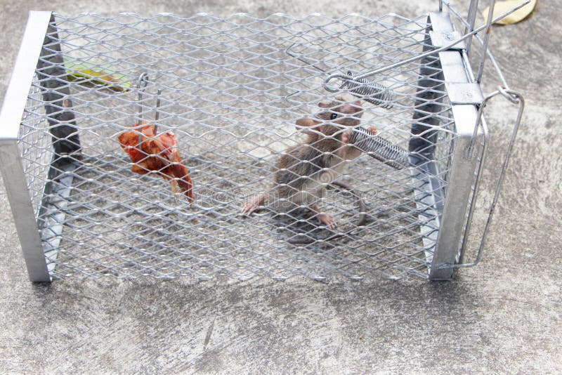 House Mouse or Rat Caught in Live Capture Mouse Trap, Close Up View ... House Mouse or Rat Caught in Live Capture Mouse Trap, Close Up View ...