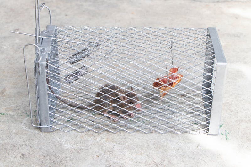 House Mouse or Rat Caught in Live Capture Mouse Trap, Close Up View ... House Mouse or Rat Caught in Live Capture Mouse Trap, Close Up View ...