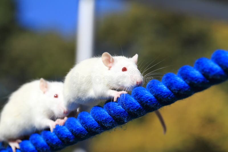 Mouse Crossing stock image. Image of white, rodent, mouse - 16529645