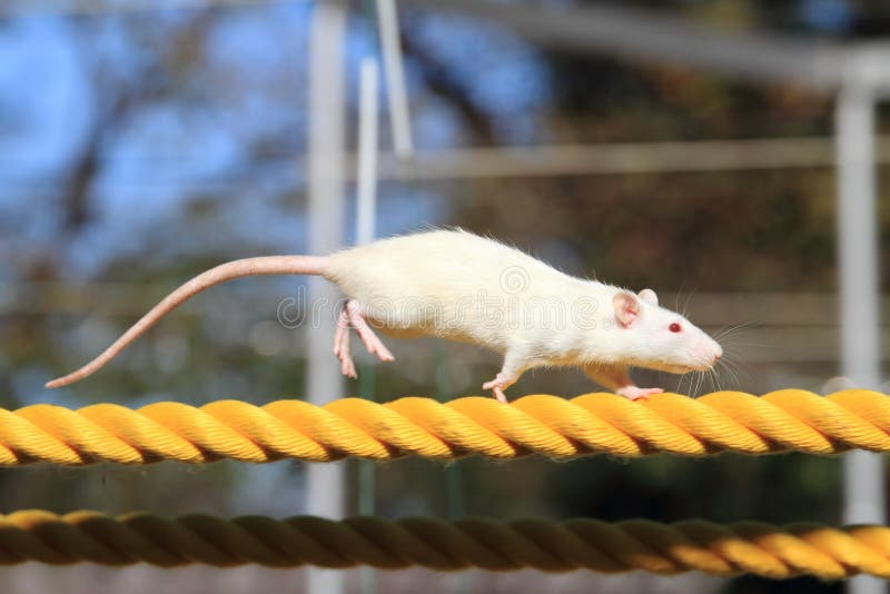 House mouse stock image. Image of tightrope, creature - 53190107