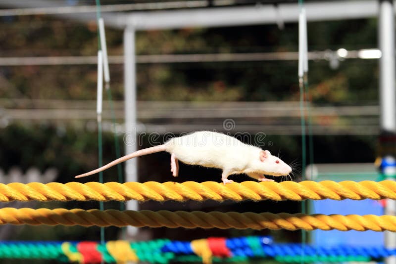 House mouse stock photo. Image of creature, house, tightrope - 53190110