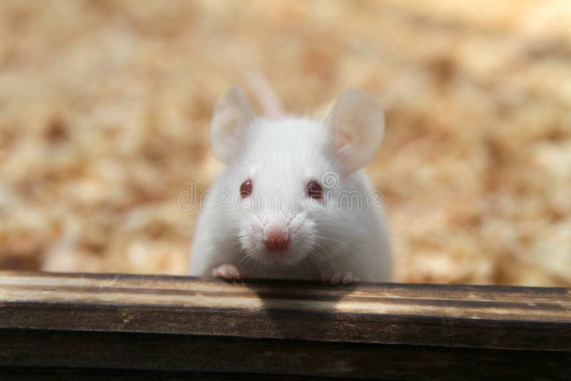 House mouse stock image. Image of living, white, sawn - 47122581