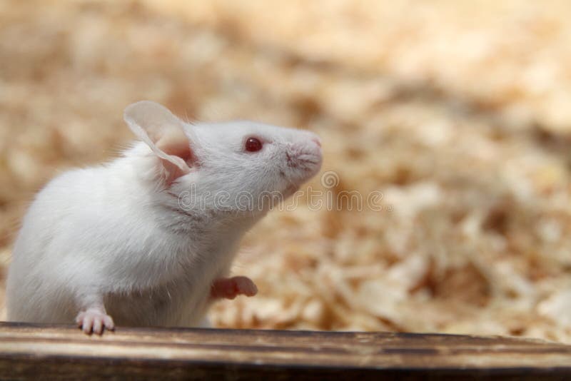 House mouse stock image. Image of house, wood, cute, animal - 47122611