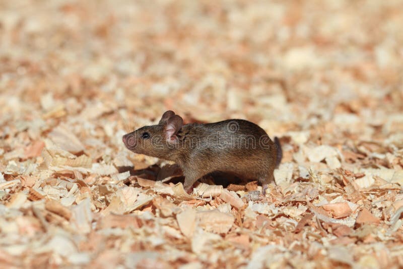 House mouse stock photo. Image of cute, house, wood, lovely - 47146506
