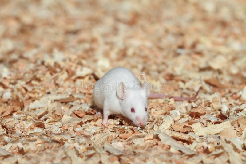 House mouse stock image. Image of life, creature, mouse - 47146509