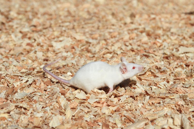 House mouse stock photo. Image of animal, small, house - 46760156