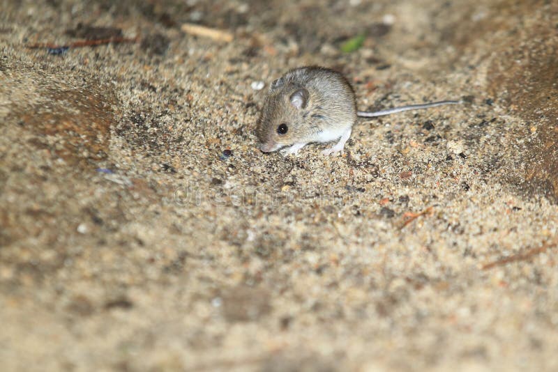 House Mouse Standing (Mus Musculus) Stock Photo - Image of macro ...