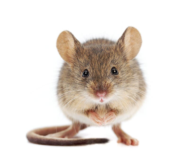 House Mouse Standing (Mus Musculus) Stock Photo - Image of macro ...
