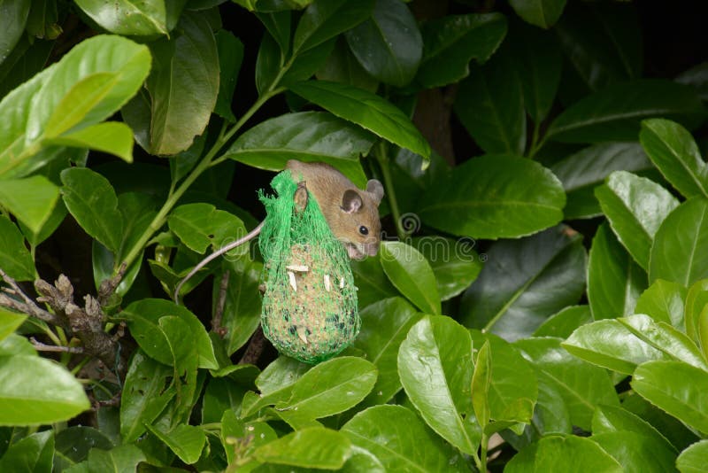 House Mouse Steals Birdseed in a Cherry Laurel Bush Stock Photo - Image ...