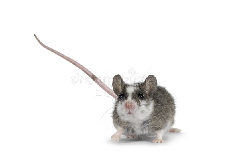 House Mouse on White Background Stock Image - Image of rodent, food ...