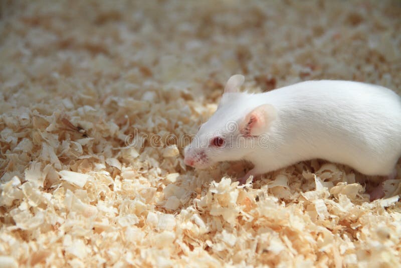 House mouse stock image. Image of animal, living, small - 47146531