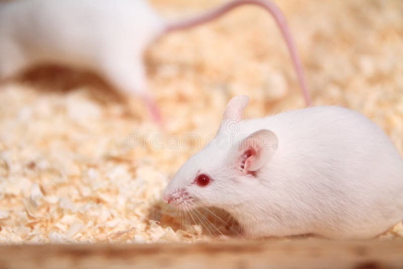 House mouse stock photo. Image of mammal, whiskers, live - 91394926