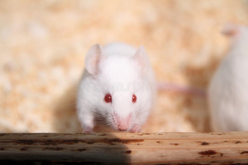 House mouse stock photo. Image of fauna, cute, hamster - 91395040