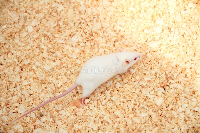 House mouse stock photo. Image of fauna, life, live, muridae - 91395048