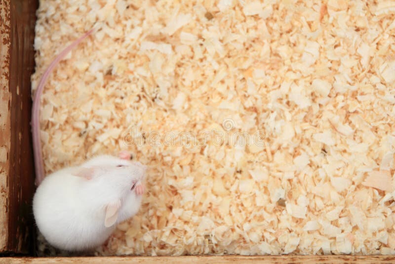 House mouse stock photo. Image of life, small, house - 91395090