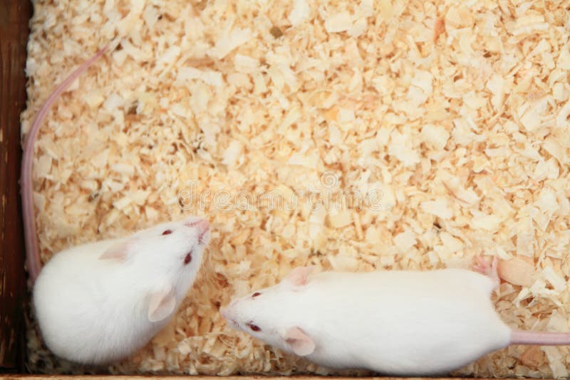 House mouse stock image. Image of rodent, gerbil, muridae - 91395351