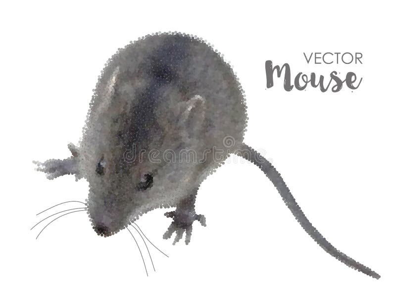 House mouse on white stock vector. Illustration of common - 78053405