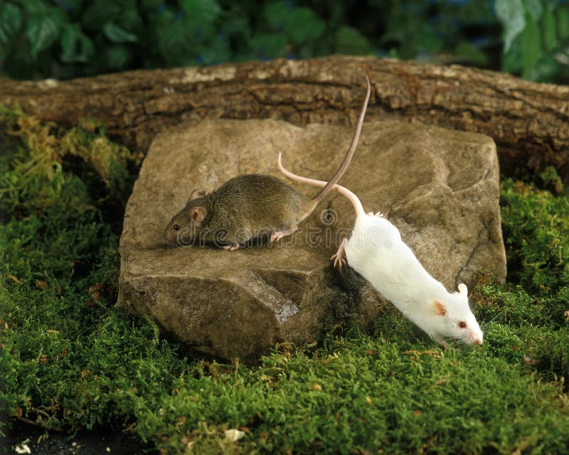 House Mouse and White Mouse, Mus Musculus, Adults Standing on Stone ...