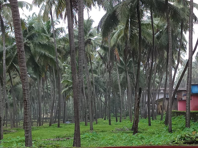 Navunda Karnataka Stock Photos - Free & Royalty-Free Stock Photos from ...