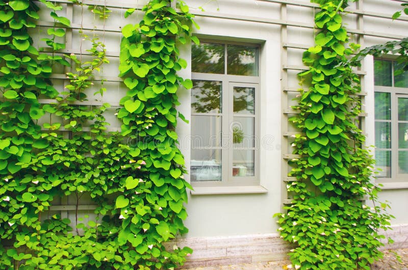 House overgrown plants stock image. Image of gardening - 57330559