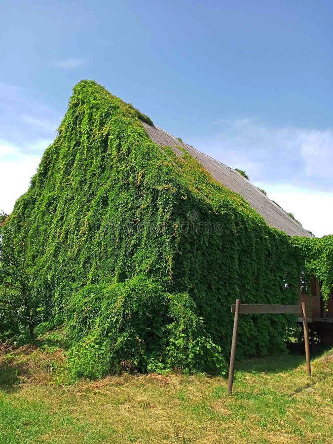 A House Overgrown with Vines Stock Photo - Image of overgrown, summer ...
