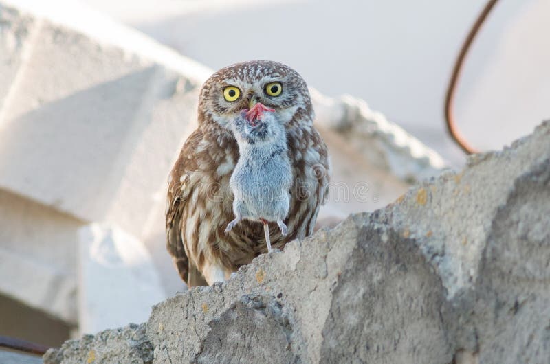 The House Owl Brought a Headless Mouse for Lunch To Its Chicks Stock ...