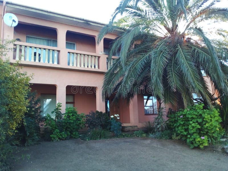 House with Palm Tree in Front Stock Photo - Image of palm, house: 228140374