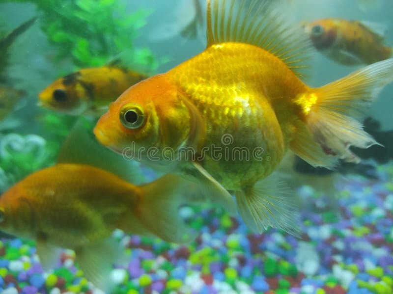 A house pet fish. goldfish stock image. Image of collar - 252922753