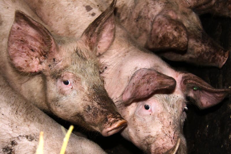 House pigs stock image. Image of together, breeding, husbandry - 10380391