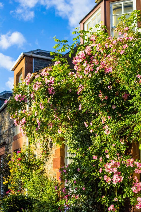 A House with Pink Climbing Roses Stock Photo - Image of roses, plant ...