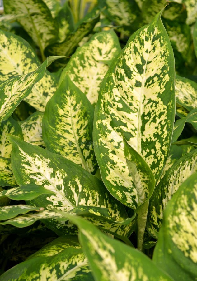 House Plant stock photo. Image of interior, indoor, plant - 26599996