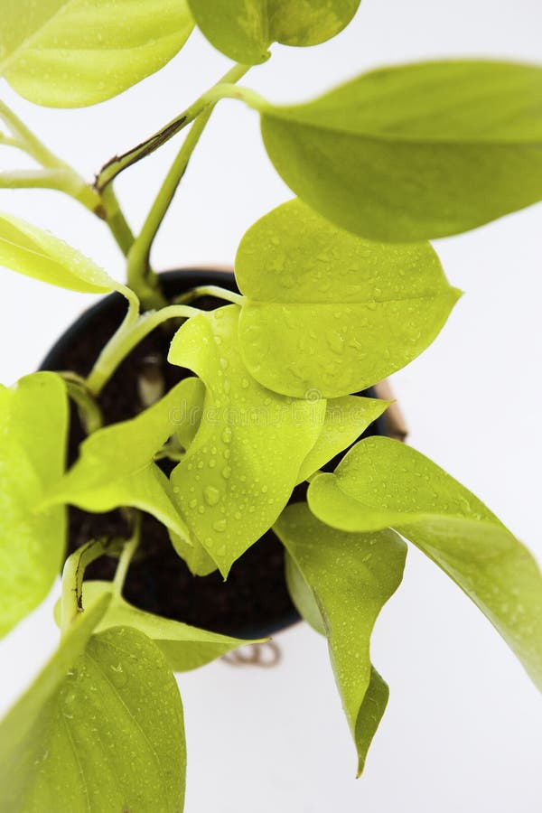 House Plant Ivy Arum on White Background, Top View Stock Image - Image ...