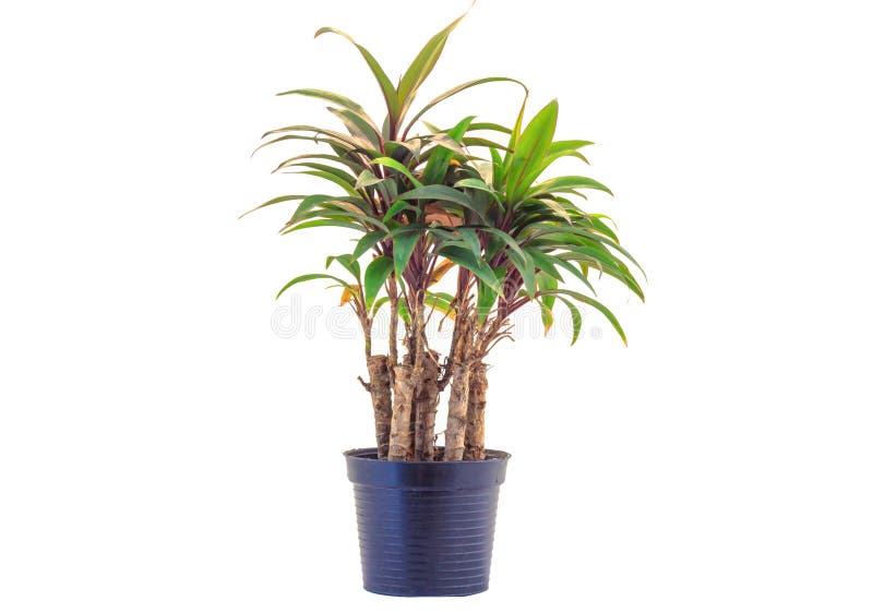 House Plant in a Pot Isolated Stock Photo - Image of office, indoors ...
