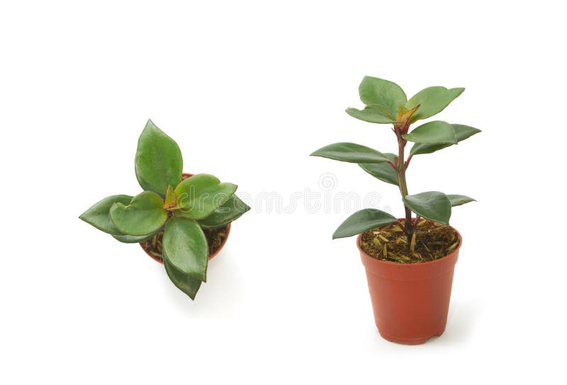 House Plant Potted Plant Front View and Top View Stock Image - Image of ...