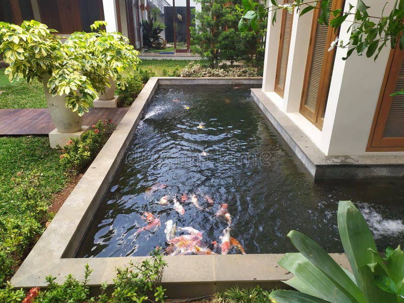 House Plants and Ornamental Fish Ponds Stock Photo - Image of house ...