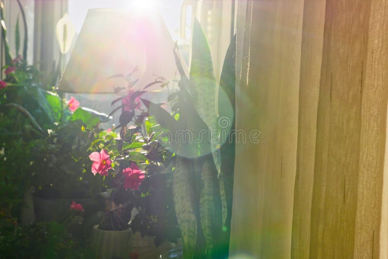 House Plants with Window Lens Flare Stock Image - Image of domestic ...