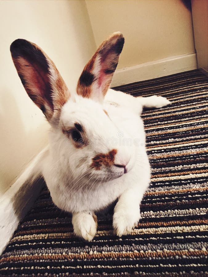 Rabbit Chilling Stock Photos - Free & Royalty-Free Stock Photos from ...