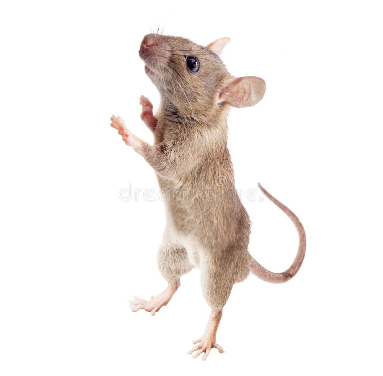8,574 Rat House Stock Photos - Free & Royalty-Free Stock Photos from ...