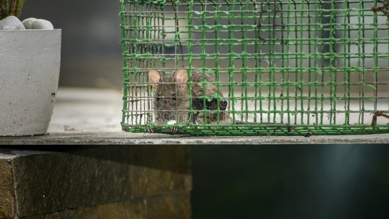 House Rat Trapped Inside the Metal Mesh Rat Trap Cage Stock Photo ...