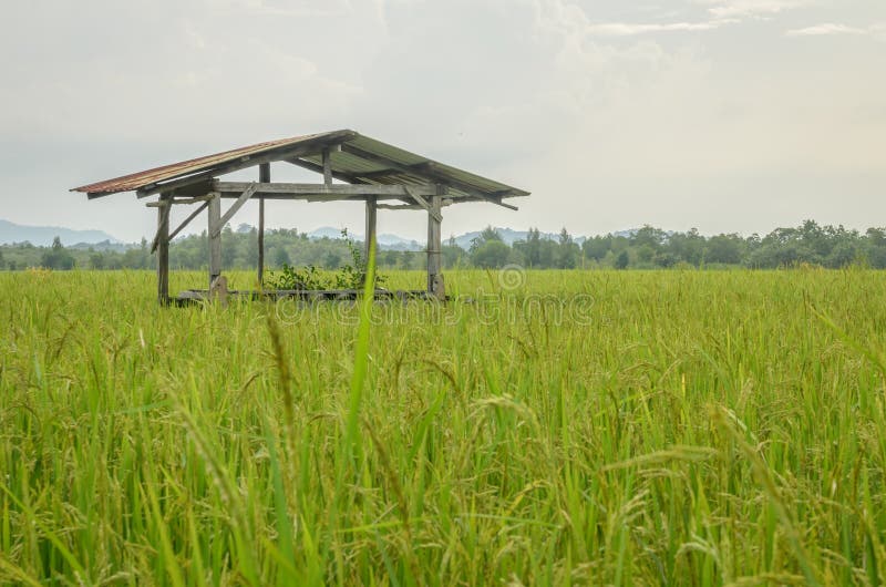 House in rice field stock photo. Image of beautiful, plantation - 46367416