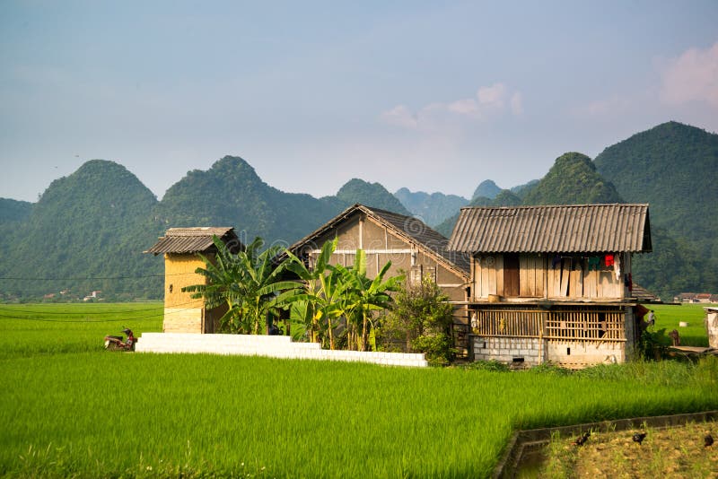 The House in the Rice Field at Vietnam Stock Photo - Image of nature ...