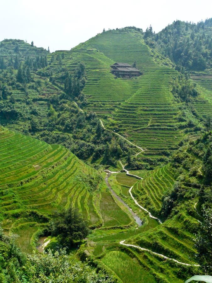 House in the Rice fields stock image. Image of hunan - 69065029