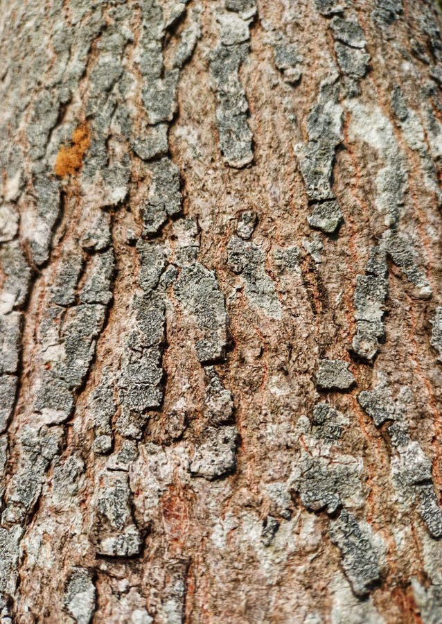 Background Texture of Peeling Tree Bark in Forest Stock Image - Image ...