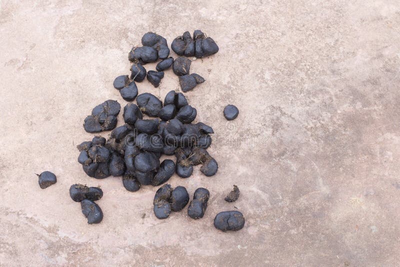 House s poop on floor stock photo. Image of horse, stinky - 73198722