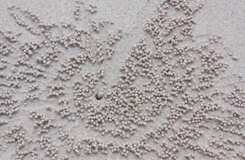 House of small crab stock photo. Image of shelter, beach - 65027960