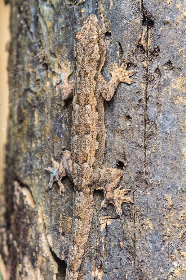 House Small Lizard on the Tree Stock Photo - Image of nature, critter ...
