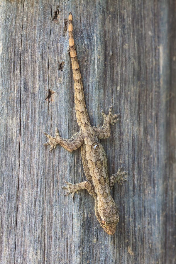 House Small Lizard on the Tree Stock Photo - Image of critter, lizard ...