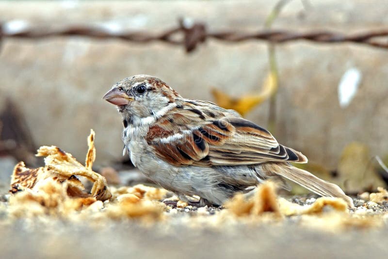 House& X27;sorrow Male in Nesting Session Stock Photo - Image of branch ...