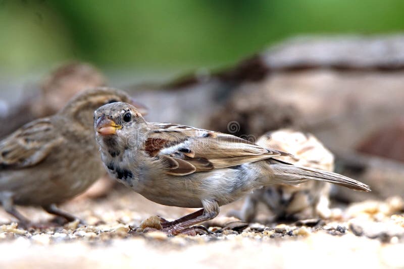 House& X27;sorrow Male in Nesting Session Stock Photo - Image of bird ...